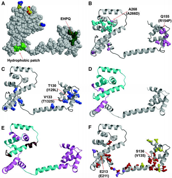 Crystal structure of the middle and C‐terminal domains of the flagellar ...