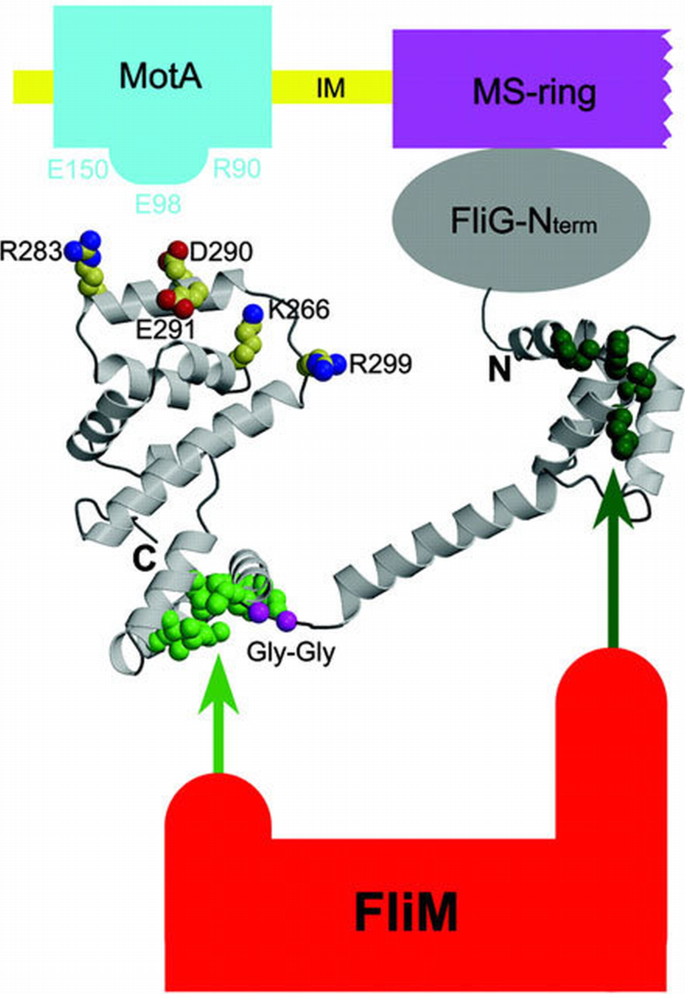 Crystal structure of the middle and C‐terminal domains of the flagellar ...