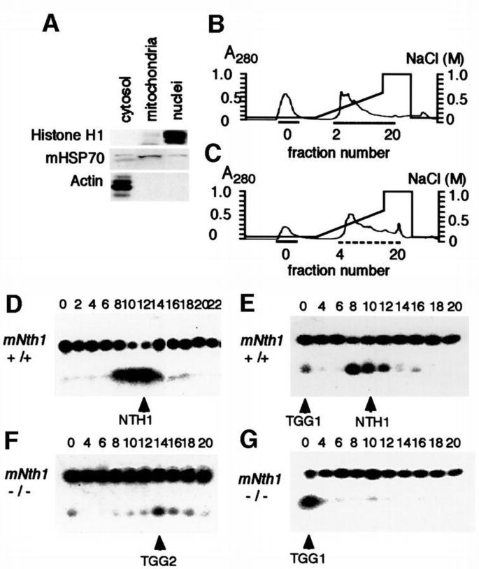 Novel nuclear and mitochondrial glycosylases revealed by disruption of ...
