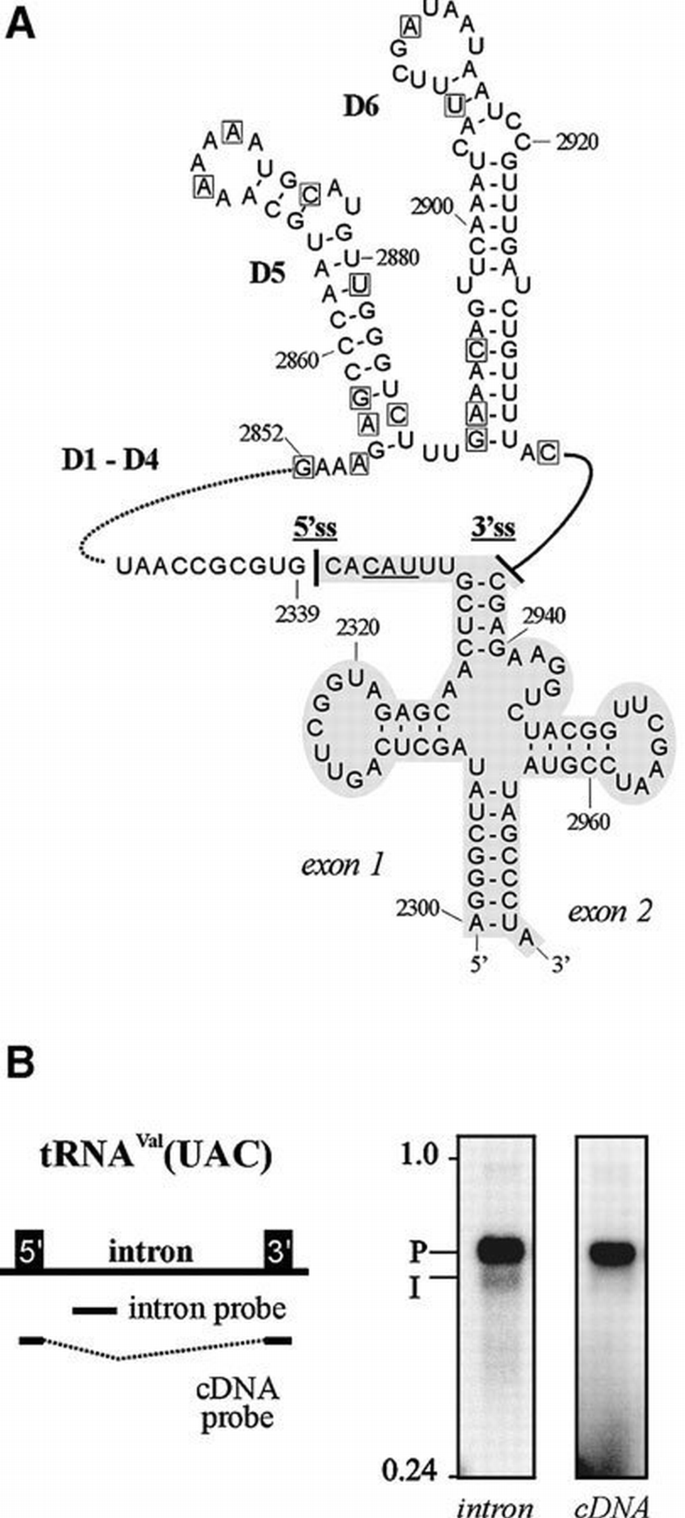 Lariat formation and a hydrolytic pathway in plant chloroplast group II ...