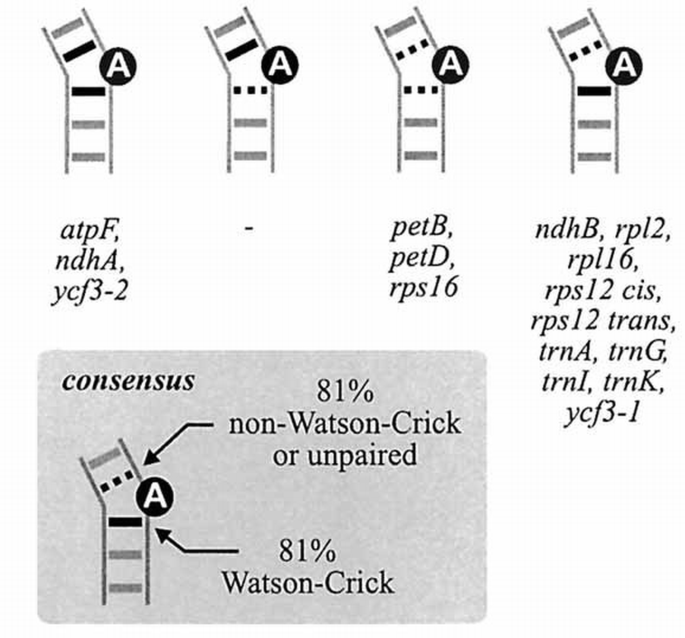 Lariat formation and a hydrolytic pathway in plant chloroplast group II ...