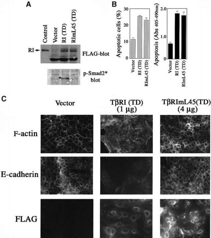 TGF‐β receptor‐activated p38 MAP kinase mediates Smad‐independent TGF‐β ...