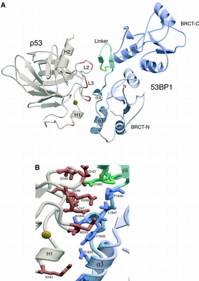 Crystal structure of human 53BP1 BRCT domains bound to p53 tumour ...