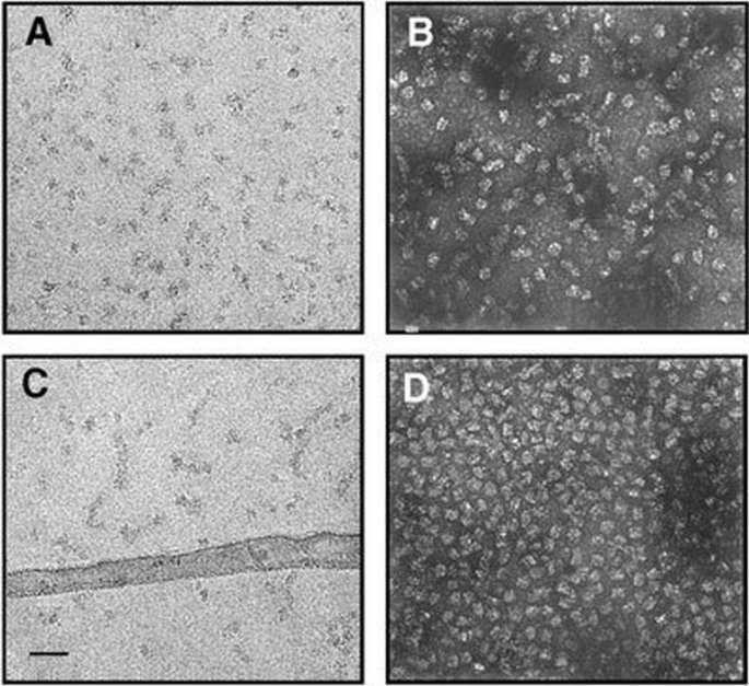 Domain movements of plasma membrane H+‐ATPase: 3D structures of two ...