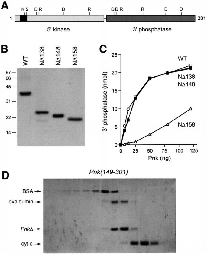 Structure and mechanism of T4 polynucleotide kinase: an RNA repair ...