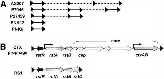 A satellite phage‐encoded antirepressor induces repressor aggregation ...