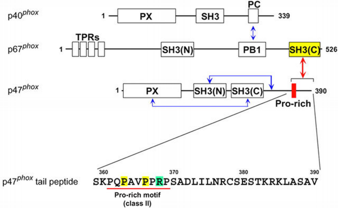 Diverse recognition of non‐PxxP peptide ligands by the SH3 domains from ...