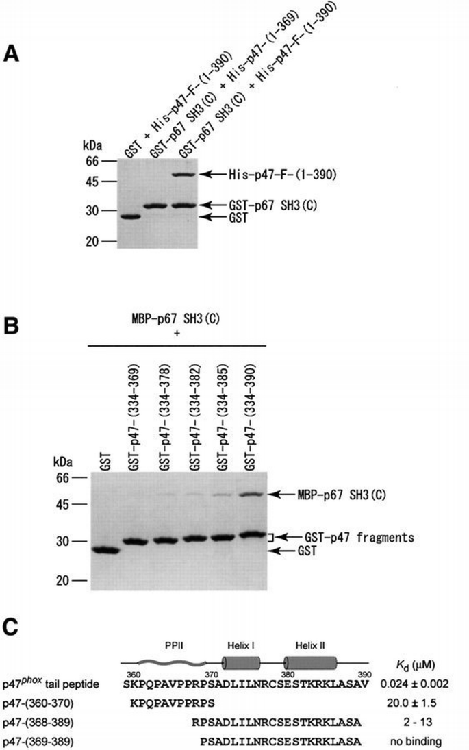 Diverse recognition of non‐PxxP peptide ligands by the SH3 domains from ...