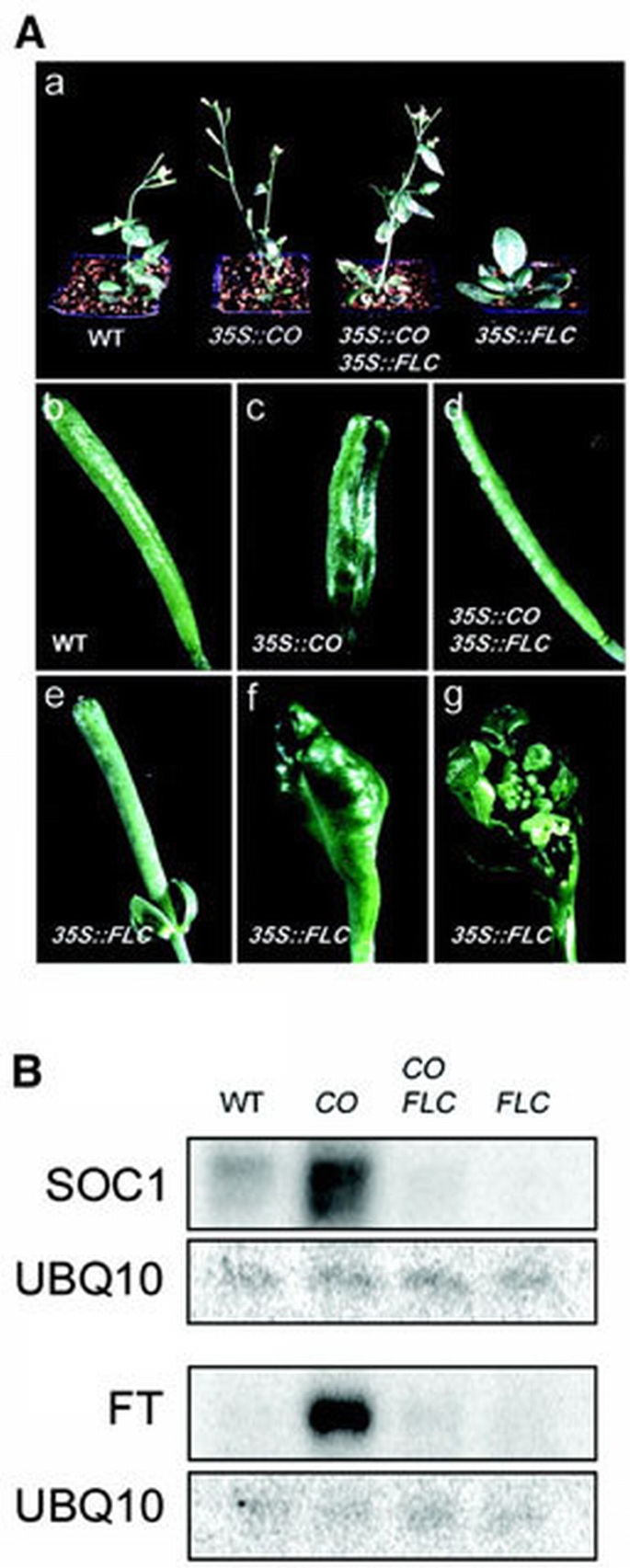 Antagonistic regulation of flowering‐time gene SOC1 by CONSTANS and FLC ...