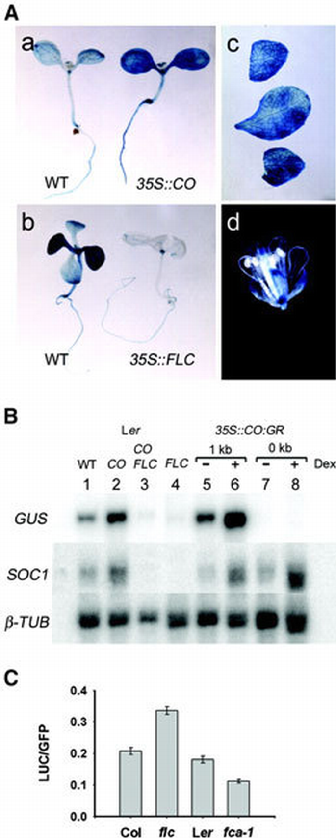 Antagonistic regulation of flowering‐time gene SOC1 by CONSTANS and FLC ...