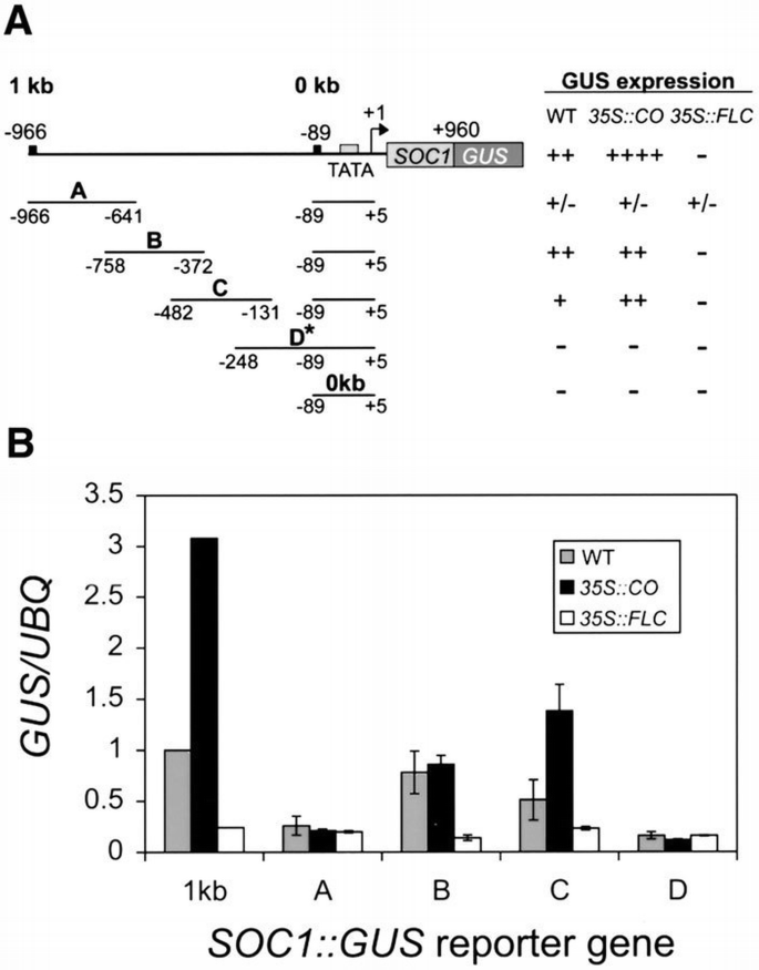 Antagonistic regulation of flowering‐time gene SOC1 by CONSTANS and FLC ...