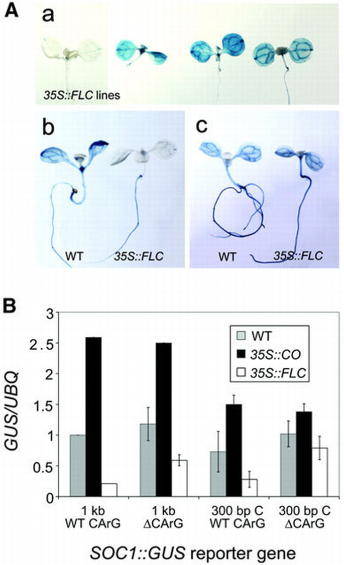 Antagonistic regulation of flowering‐time gene SOC1 by CONSTANS and FLC ...