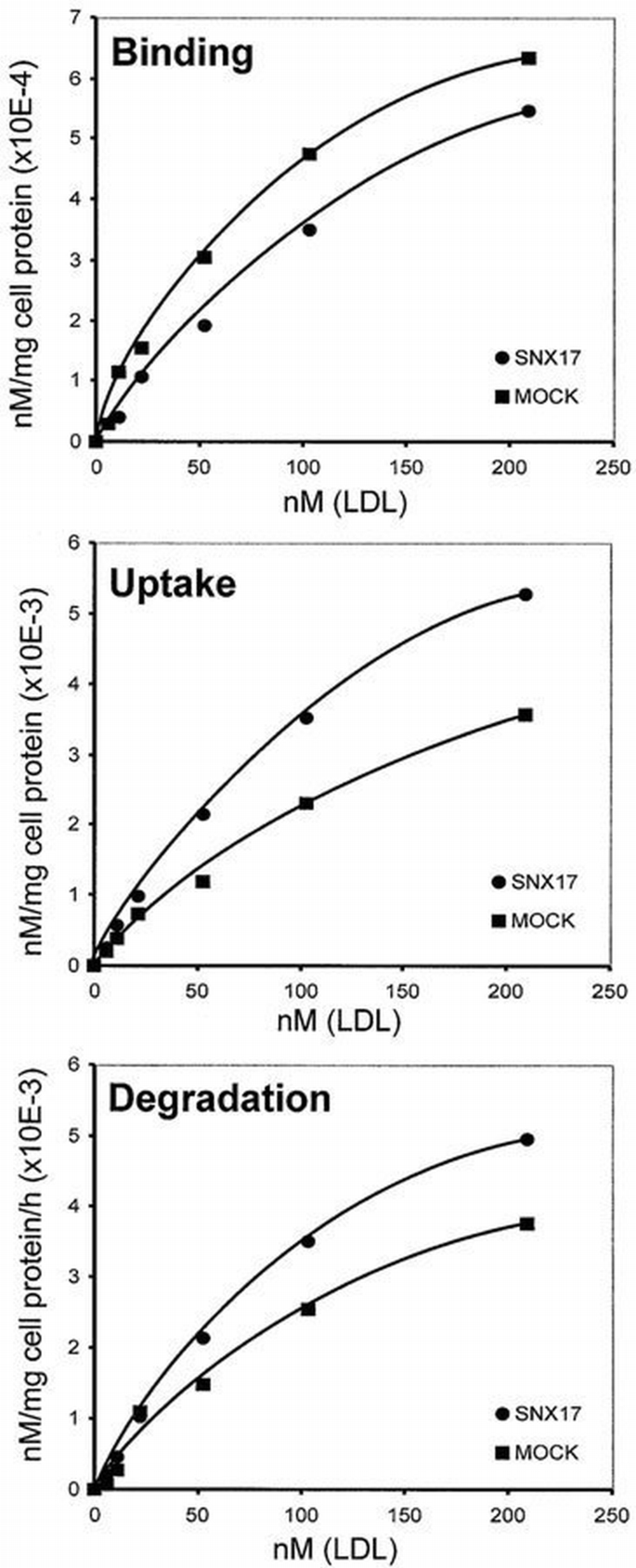 The PX‐domain protein SNX17 interacts with members of the LDL receptor ...