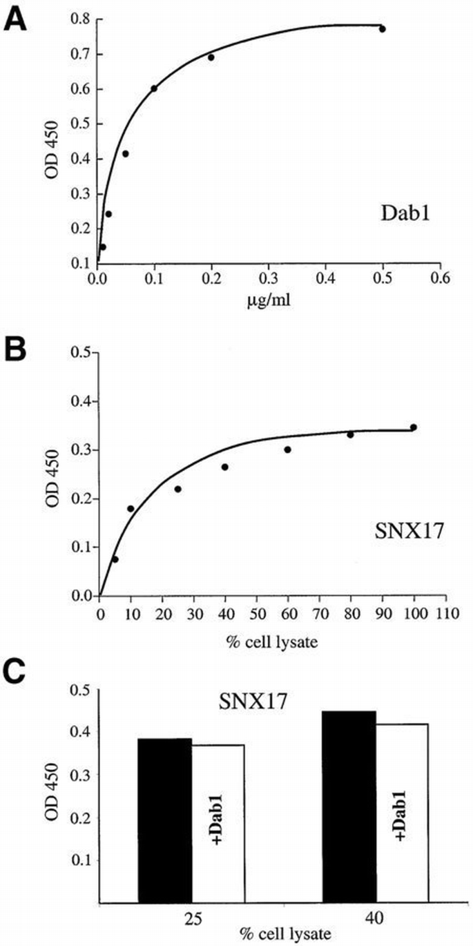 The PX‐domain protein SNX17 interacts with members of the LDL receptor ...