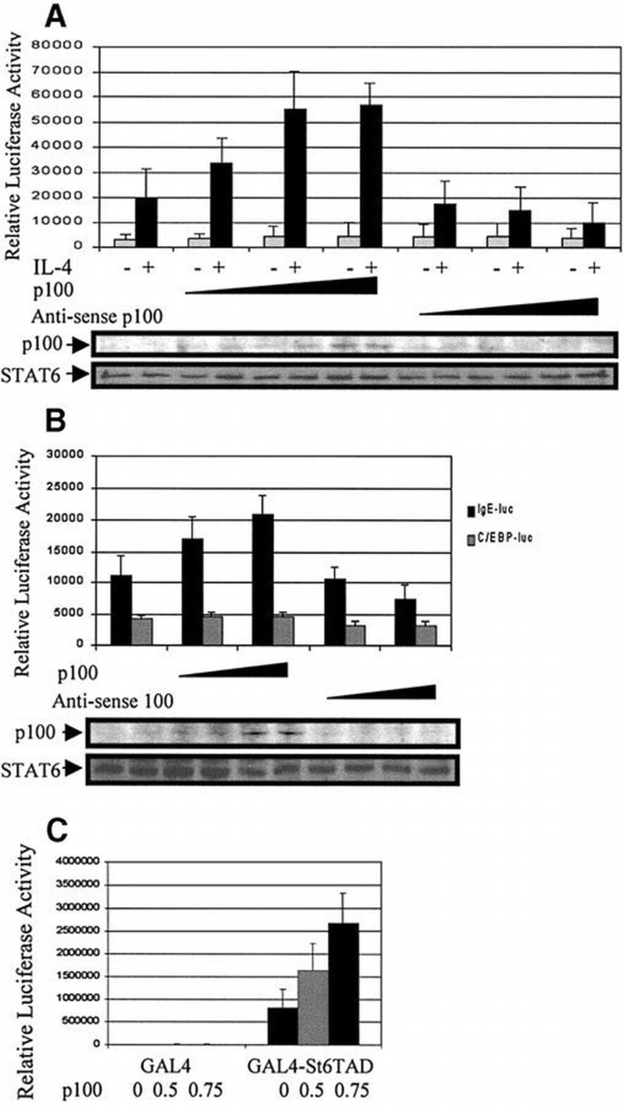 Identification of p100 as a coactivator for STAT6 that bridges STAT6 ...