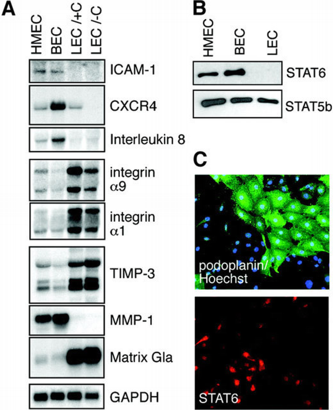 Lymphatic endothelial reprogramming of vascular endothelial cells by ...