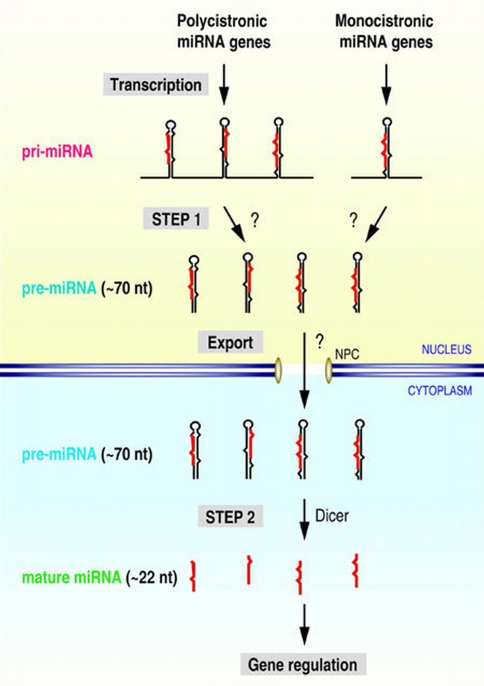 MicroRNA maturation: stepwise processing and subcellular localization ...
