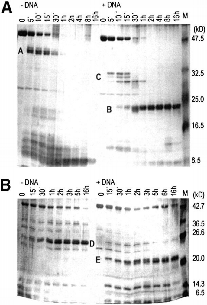 EcoRII: a restriction enzyme evolving recombination functions? | The ...