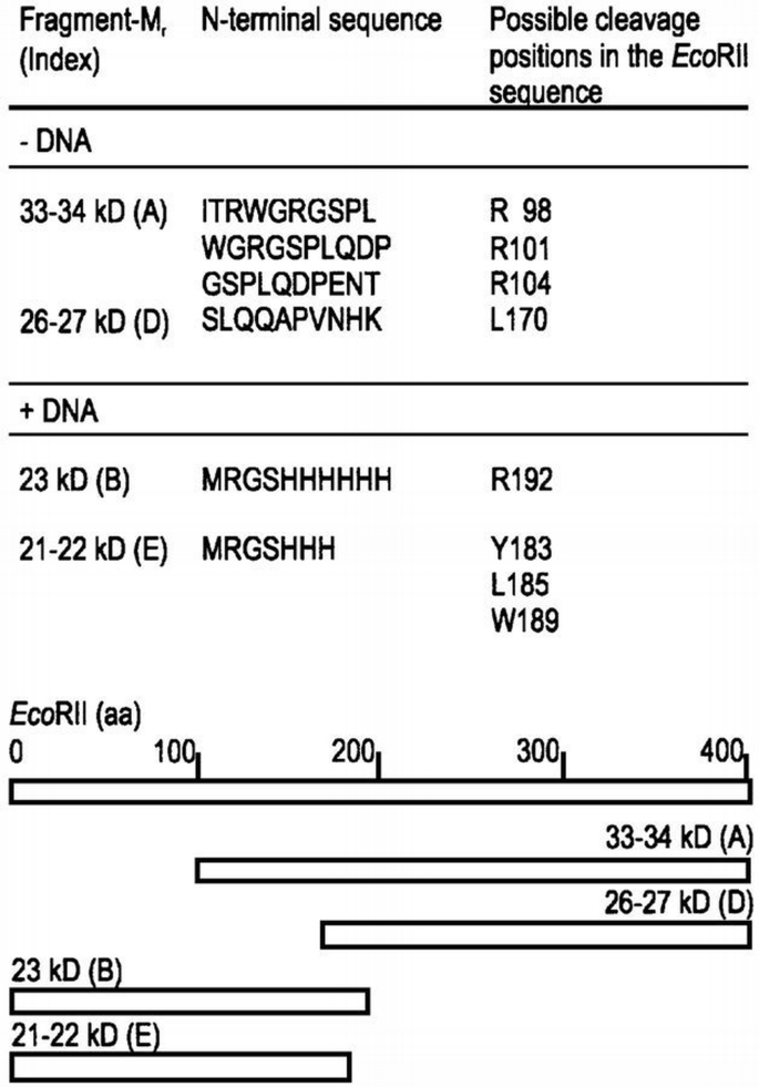 EcoRII: a restriction enzyme evolving recombination functions? | The ...