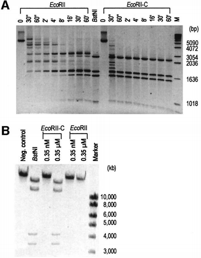 EcoRII: a restriction enzyme evolving recombination functions? | The ...