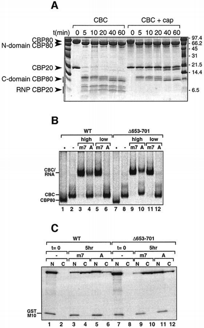 Large‐scale induced fit recognition of an m7GpppG cap analogue by the ...