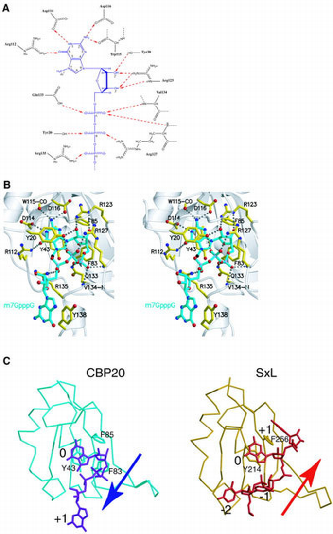 Large‐scale induced fit recognition of an m7GpppG cap analogue by the ...