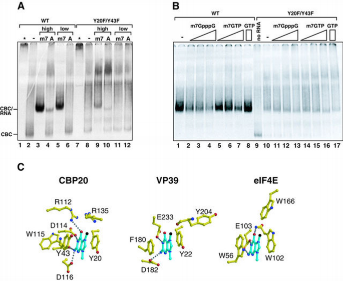 Large‐scale induced fit recognition of an m7GpppG cap analogue by the ...