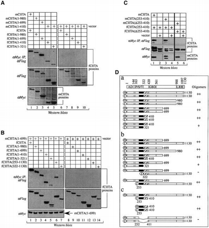 Phosphorylation of CIITA directs its oligomerization, accumulation and ...