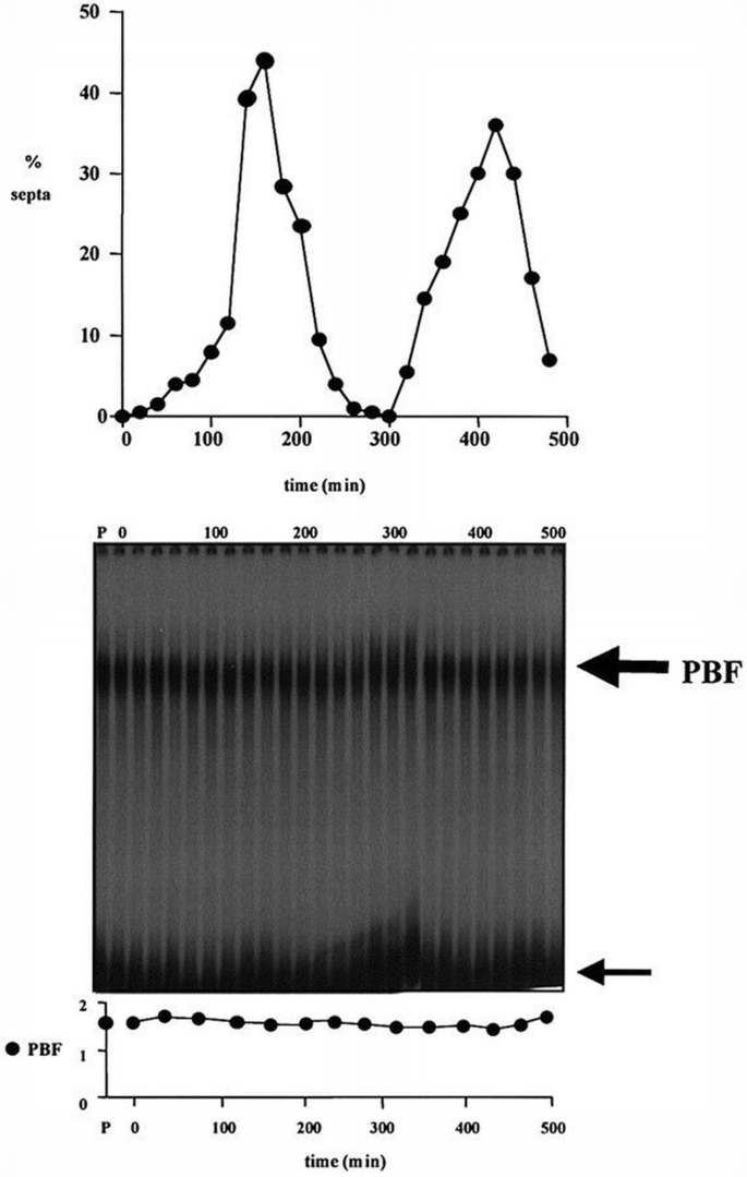 plo1+ regulates gene transcription at the M–G1 interval during the ...
