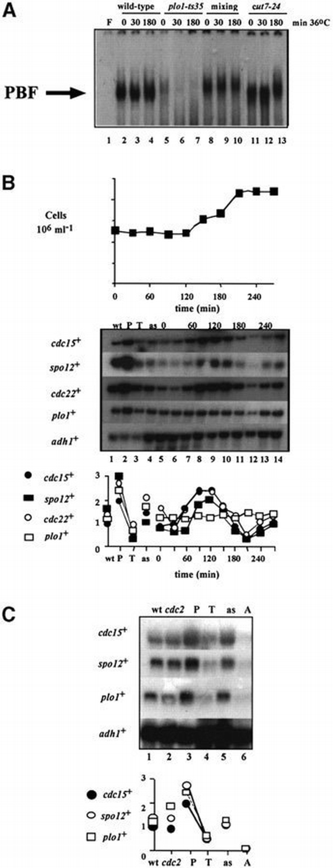 plo1+ regulates gene transcription at the M–G1 interval during the ...