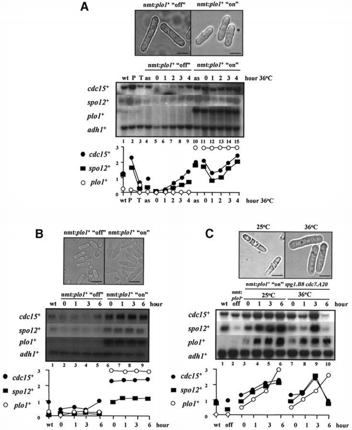 plo1+ regulates gene transcription at the M–G1 interval during the ...