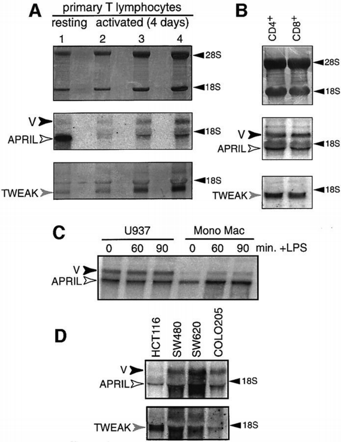 An endogenous hybrid mRNA encodes TWE‐PRIL, a functional cell surface ...