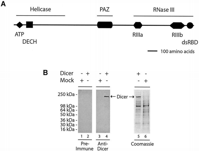 Ribonuclease activity and RNA binding of recombinant human Dicer | The ...