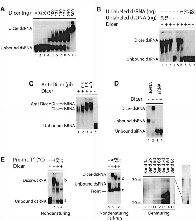 Ribonuclease activity and RNA binding of recombinant human Dicer | The ...