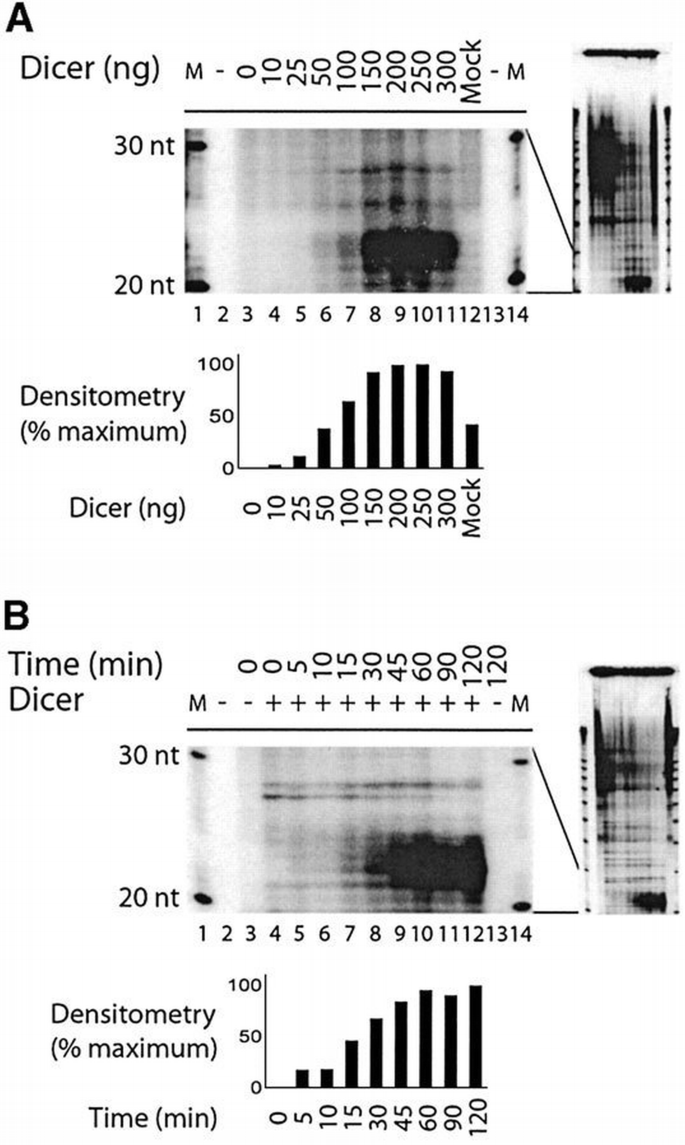 Ribonuclease activity and RNA binding of recombinant human Dicer | The ...