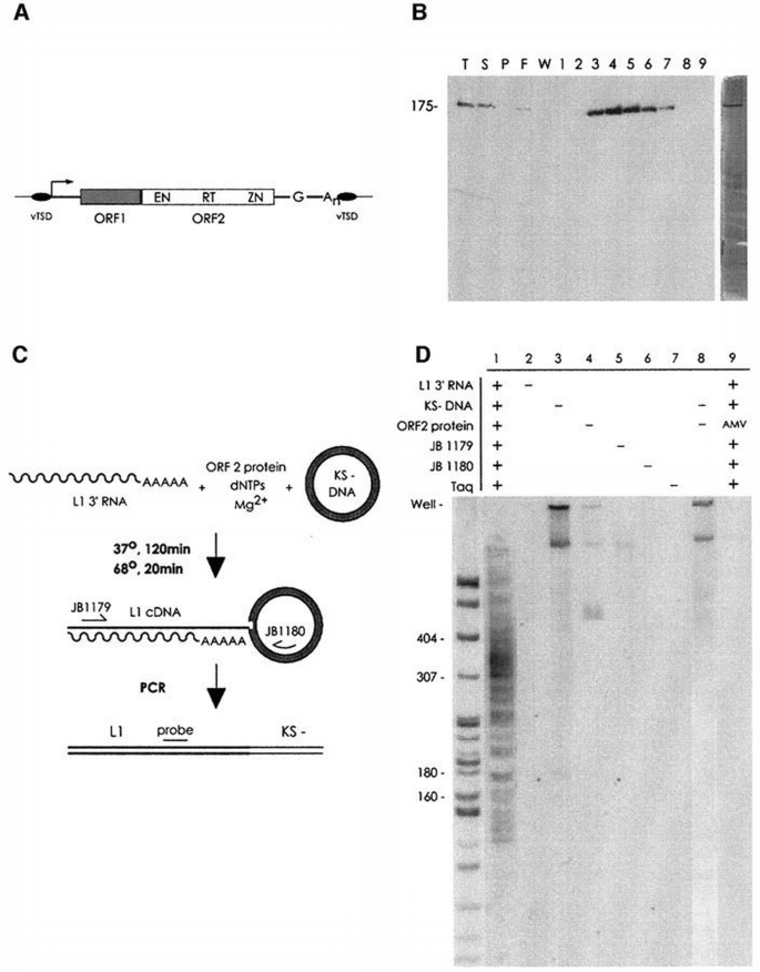Human L1 element target‐primed reverse transcription in vitro | The ...