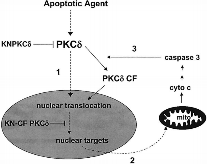 Nuclear import of PKCδ is required for apoptosis: identification of a ...