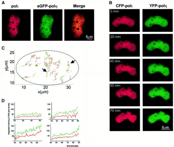 Localization of DNA polymerases η and ι to the replication machinery is ...