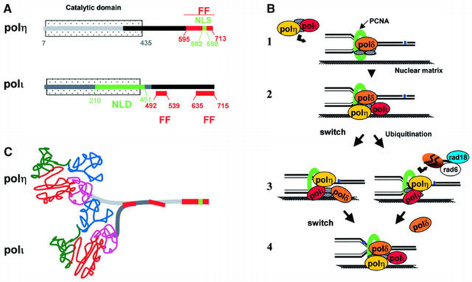 Localization of DNA polymerases η and ι to the replication machinery is ...