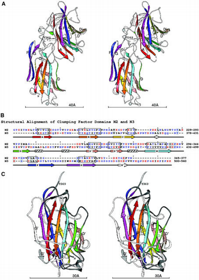A novel variant of the immunoglobulin fold in surface adhesins of ...