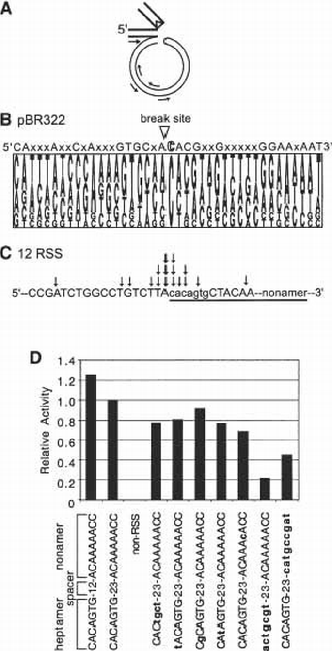 Inverse transposition by the RAG1 and RAG2 proteins: role reversal of ...