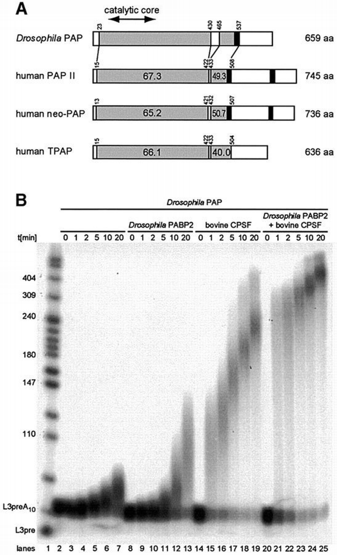 Control of poly(A) polymerase level is essential to cytoplasmic ...