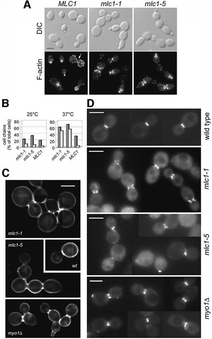 Mlc1p promotes septum closure during cytokinesis via the IQ motifs of ...