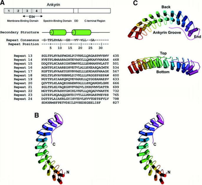 Crystal structure of a 12 ANK repeat stack from human ankyrinR | The ...