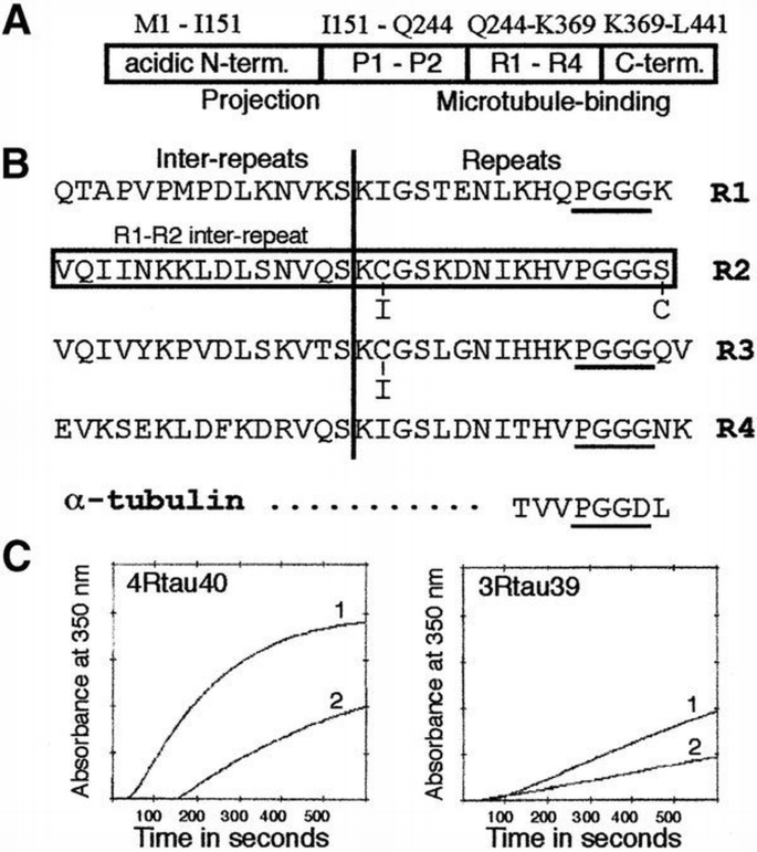 Repeat motifs of tau bind to the insides of microtubules in the absence ...
