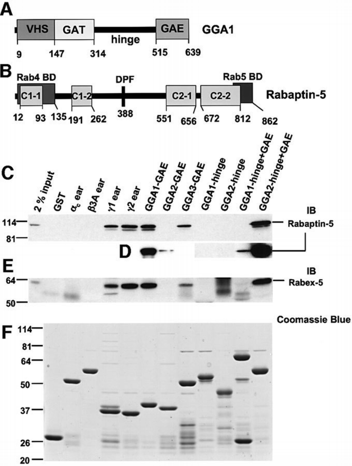 Divalent interaction of the GGAs with the Rabaptin‐5–Rabex‐5 complex ...