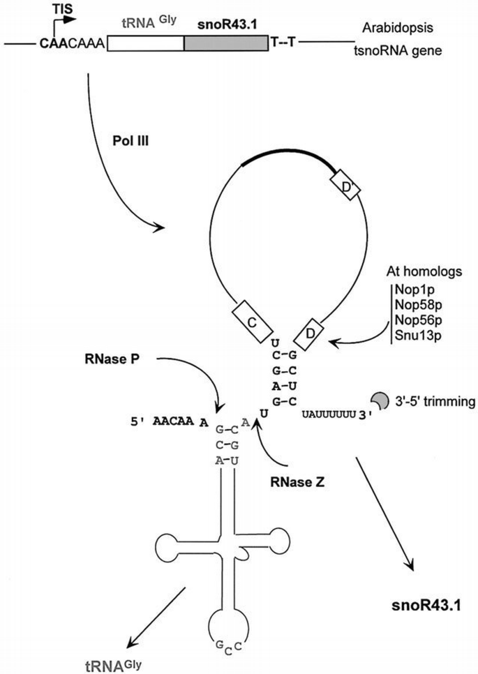 Plant dicistronic tRNA–snoRNA genes: a new mode of expression of the ...