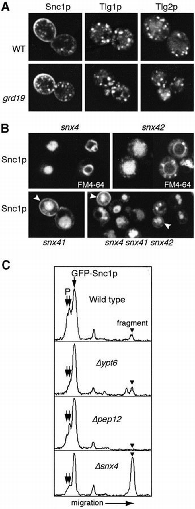 Retromer and the sorting nexins Snx4/41/42 mediate distinct retrieval ...