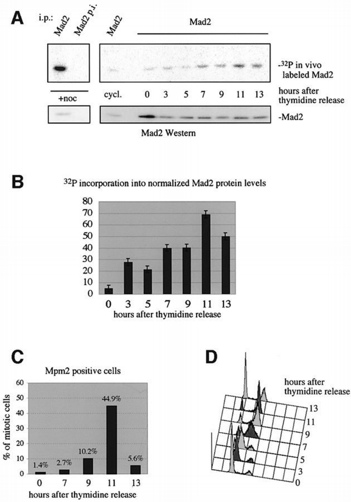 Mad2 phosphorylation regulates its association with Mad1 and the APC/C ...