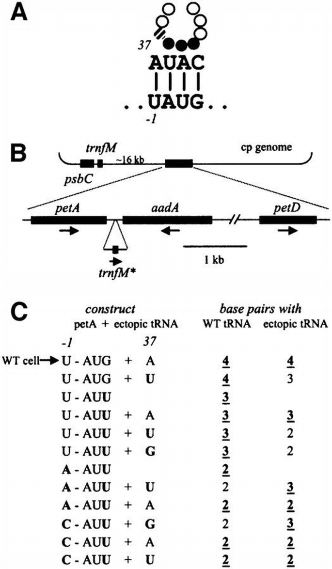 In vivo evidence for the prokaryotic model of extended codon–anticodon ...